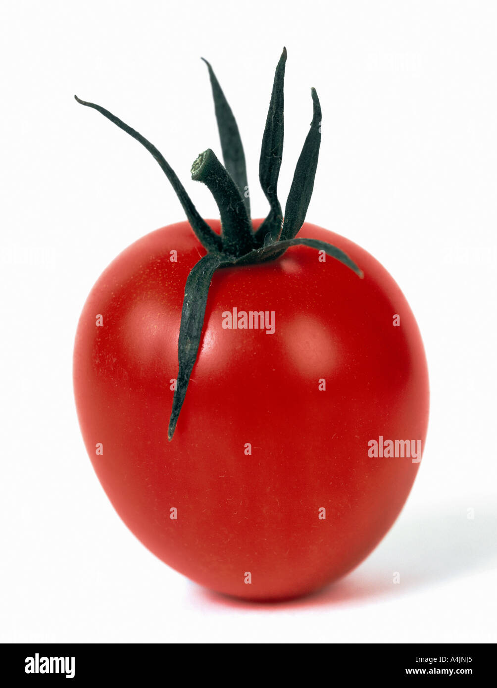 Closeup of a single Tomato on a white background Stock Photo - Alamy