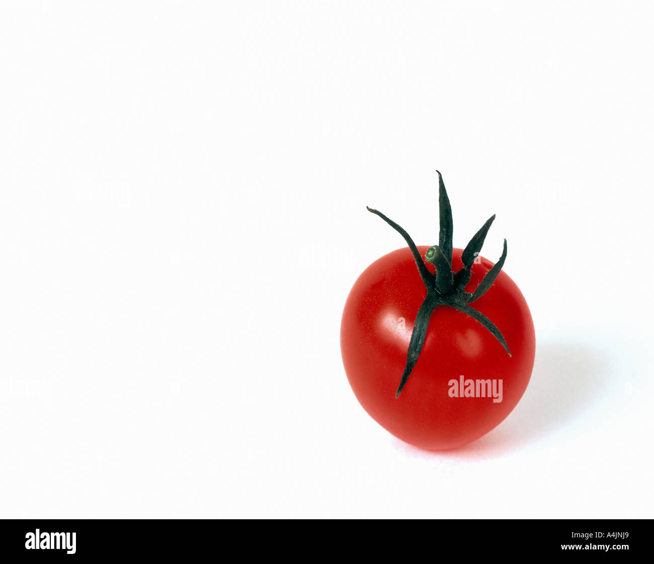 Closeup of a single Tomato on a white background Stock Photo - Alamy