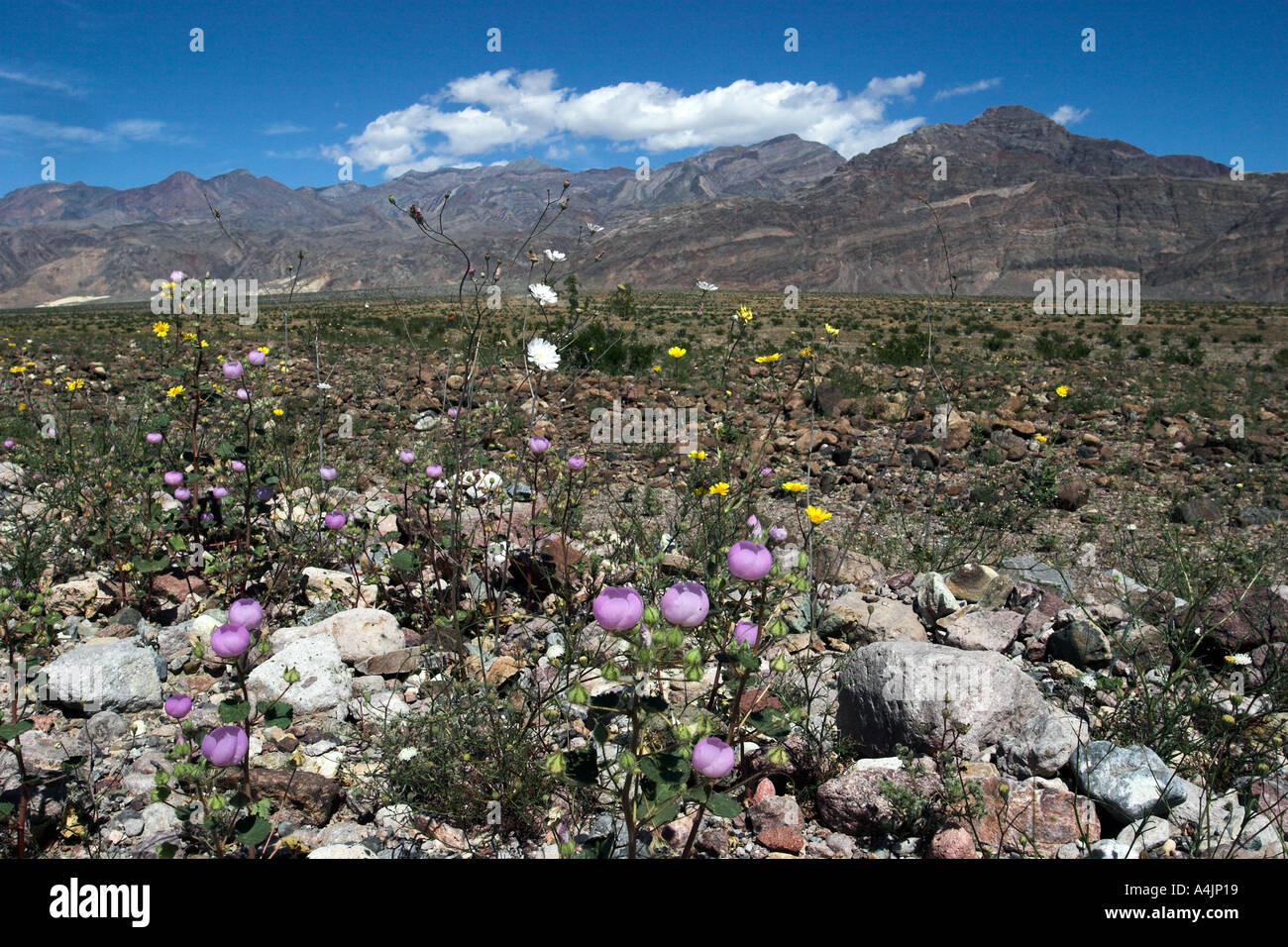 Death Valley Death Valley wildflowers Stock Photo - Alamy