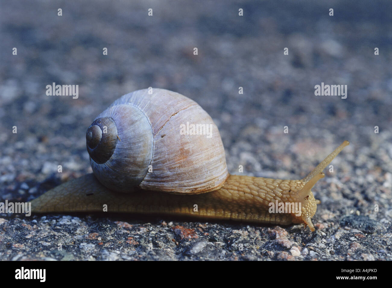 Snail moving slowly with house on its back Stock Photo - Alamy