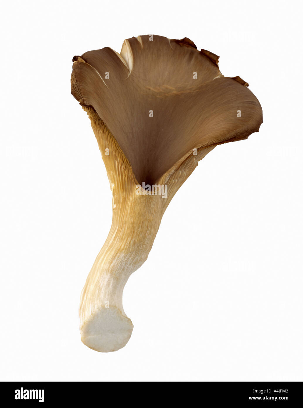 Closeup of a single mushroom on a white background Stock Photo - Alamy