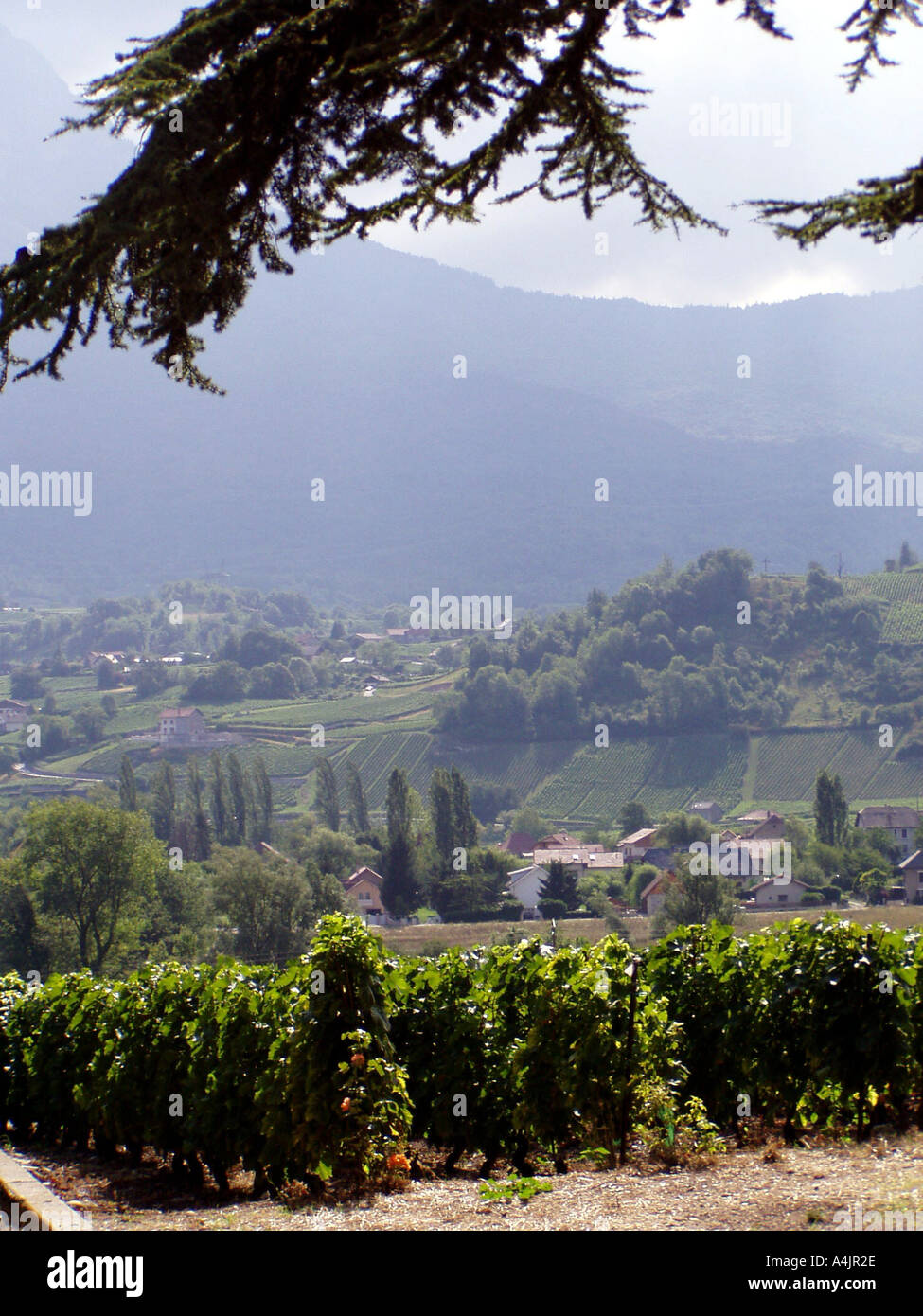 french mountainside vineyard overlooking rolling vine covered valley ...