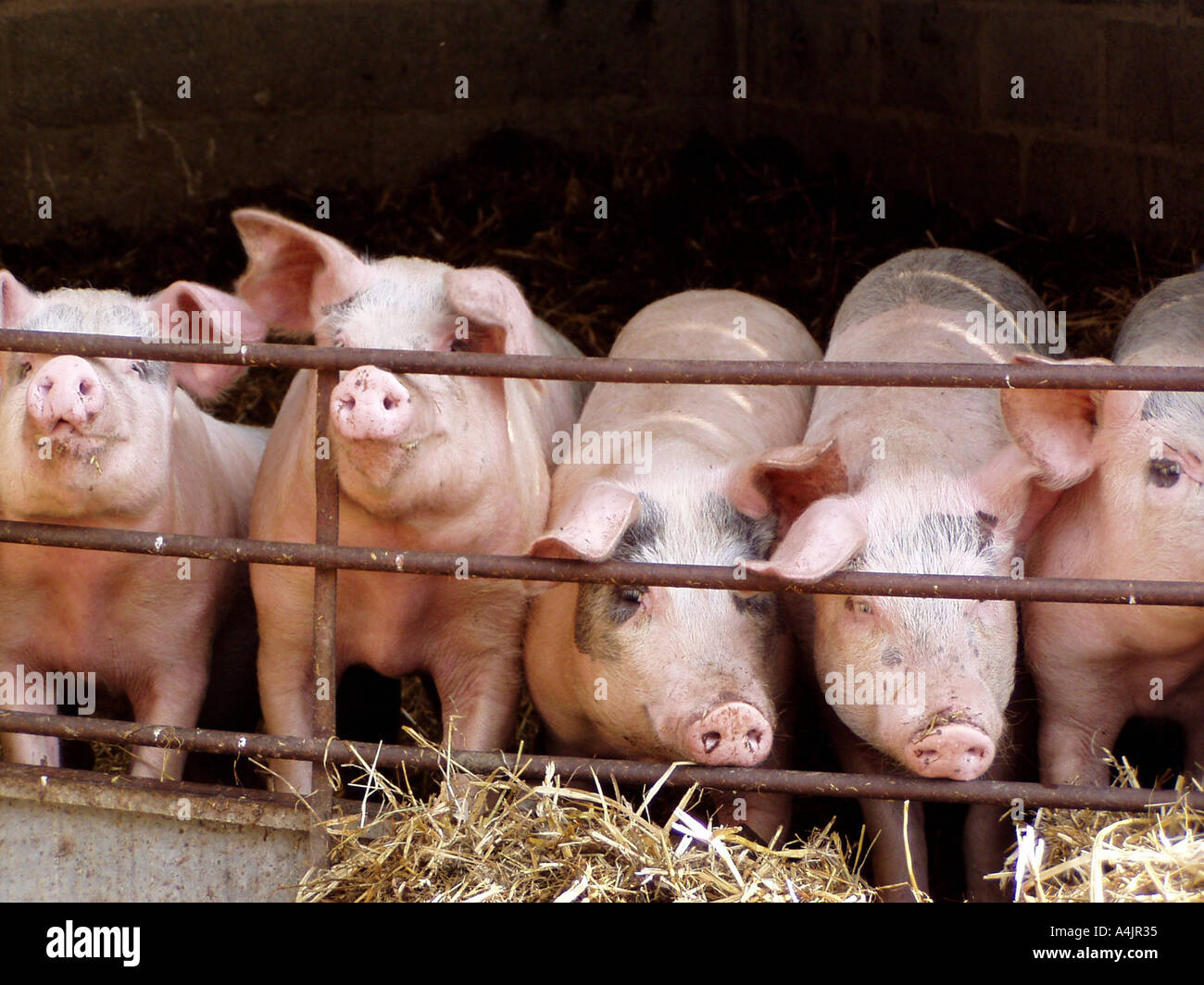 Row of five pink piglets facing camera snouts flappy ears behind barn ...