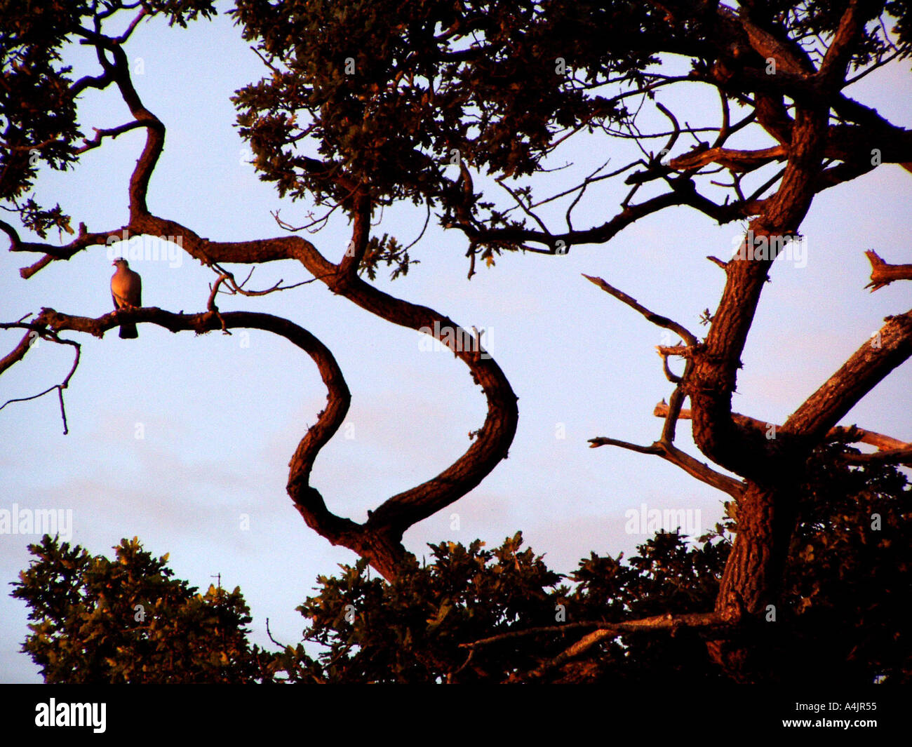 Pinky orange sunset hi-res stock photography and images - Alamy