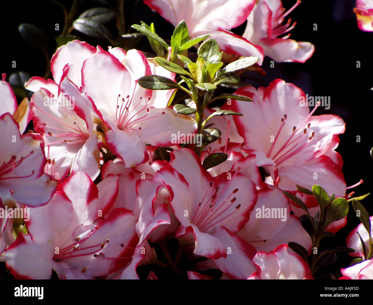 Close up delicate white red edged rhododendron flowers Pink red spotted ...