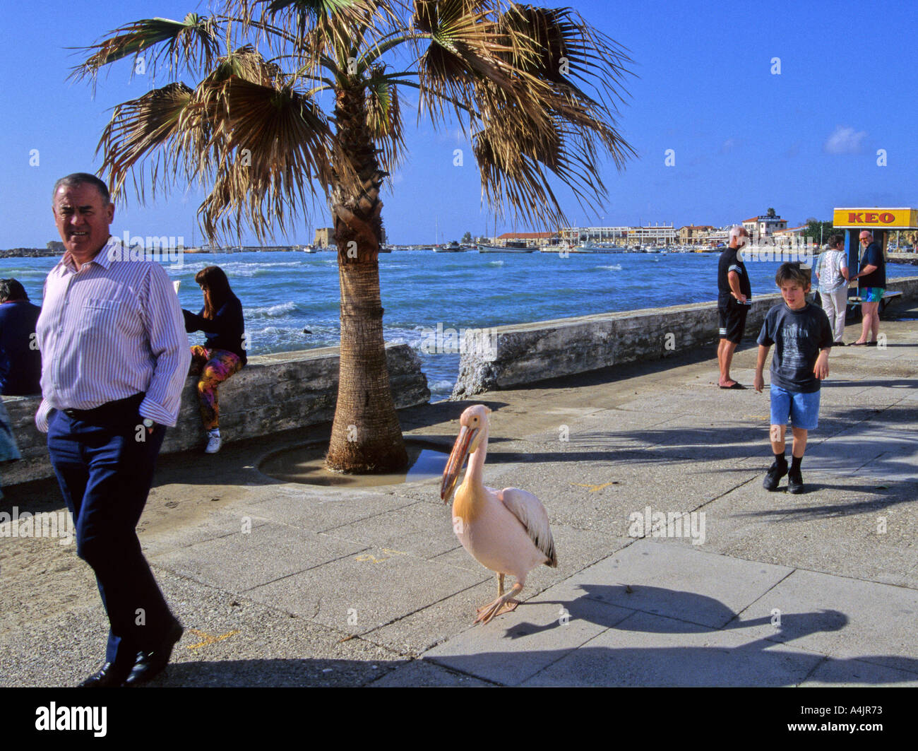 The Famous Paphos Pelican. Cyprus Stock Photo - Alamy