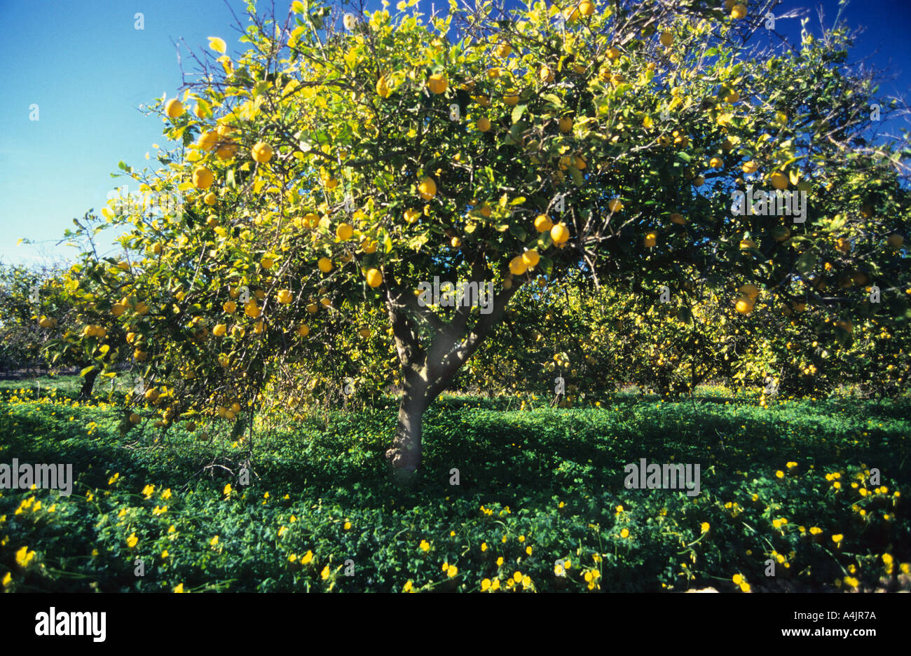 FRUITING Lemon Tree. Cyprus Stock Photo - Alamy