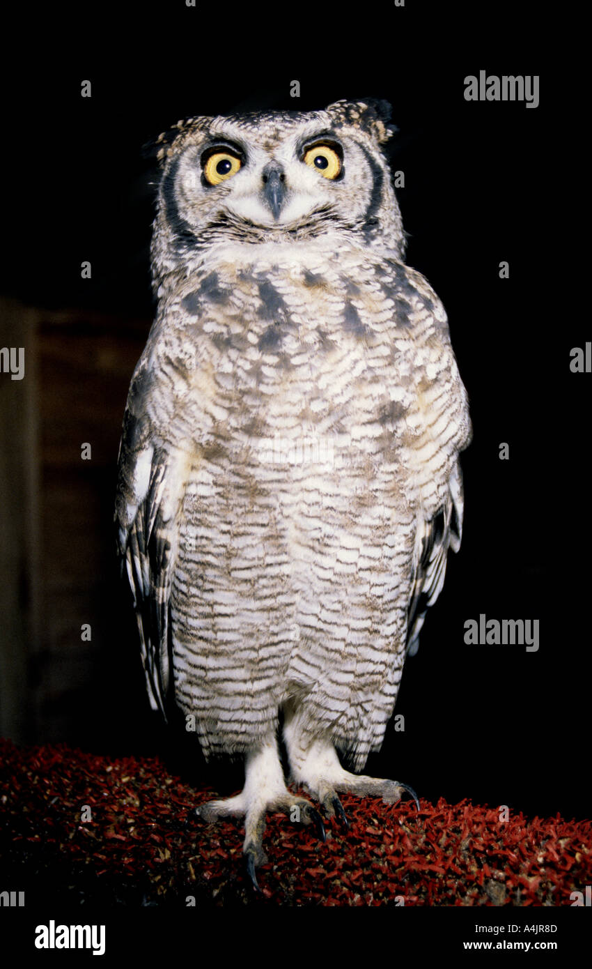 Spotted Eagle-owl (Bubo africanus). African Spotted Owl (Bubo africanus ...