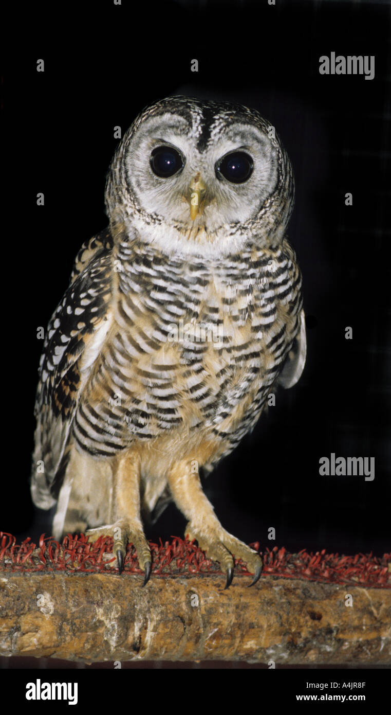 Strix rufipes hi-res stock photography and images - Alamy