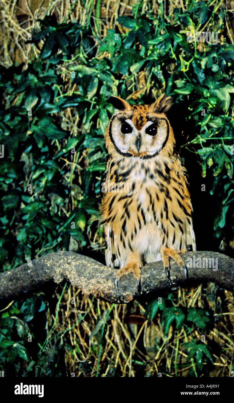 Mexican Striped Owl