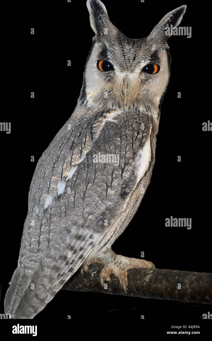 White faced scops owl (Ptilopsis leucotis Stock Photo - Alamy