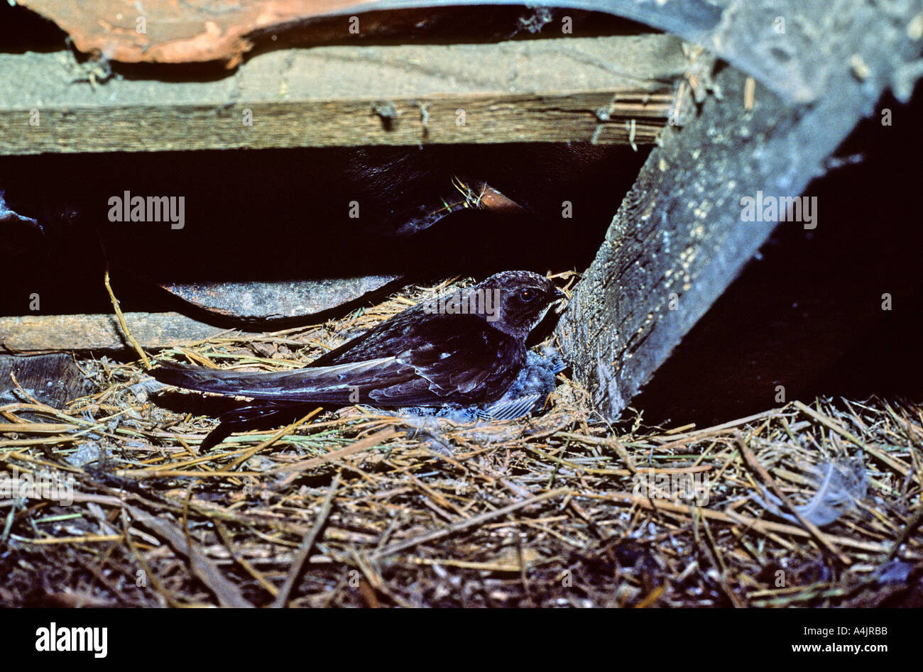 Common swift apus apus nesting hi-res stock photography and images - Alamy