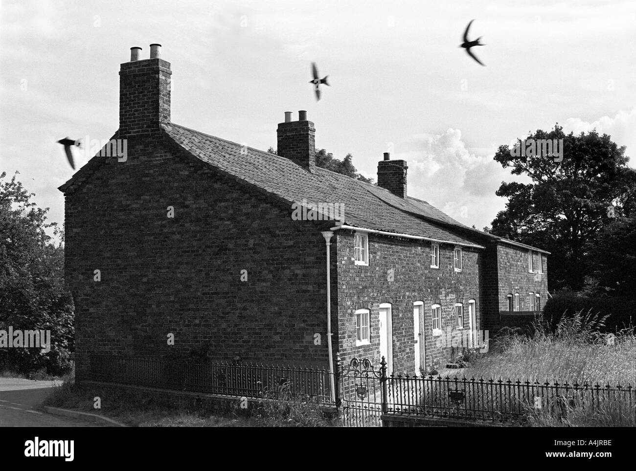 Swift apus apus uk Black and White Stock Photos & Images - Alamy