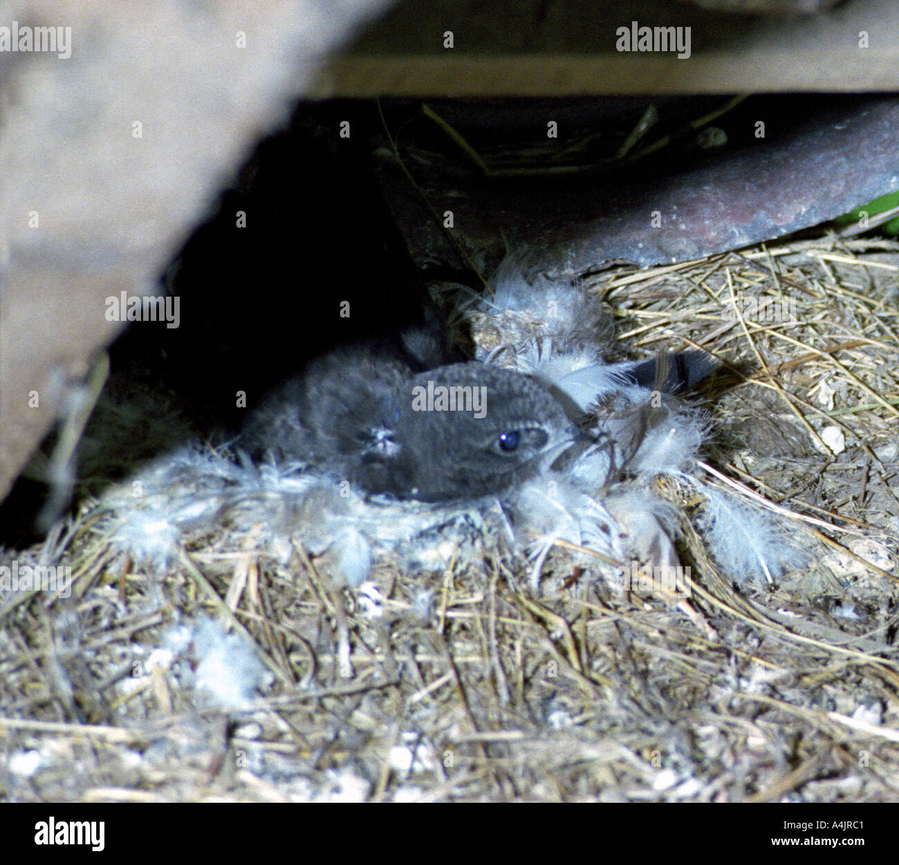 Apus apus chicks at nest hi-res stock photography and images - Alamy