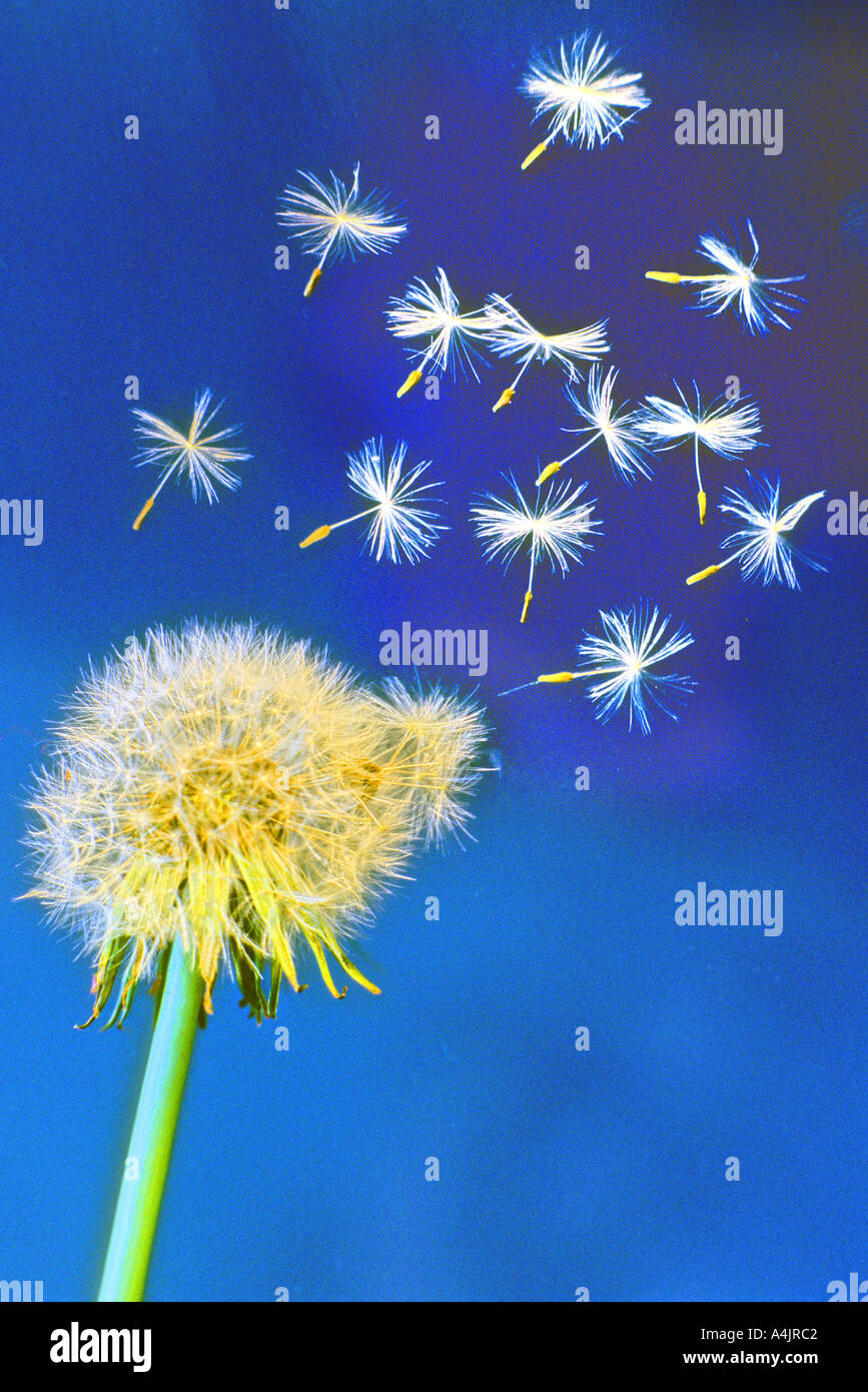 Dandelion blowing seeds in wind hi-res stock photography and images - Alamy