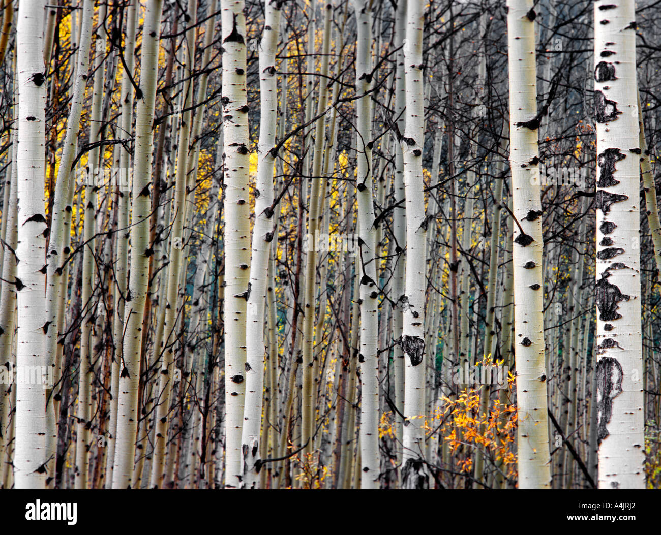 Aspen trees in Banff National Park Stock Photo - Alamy