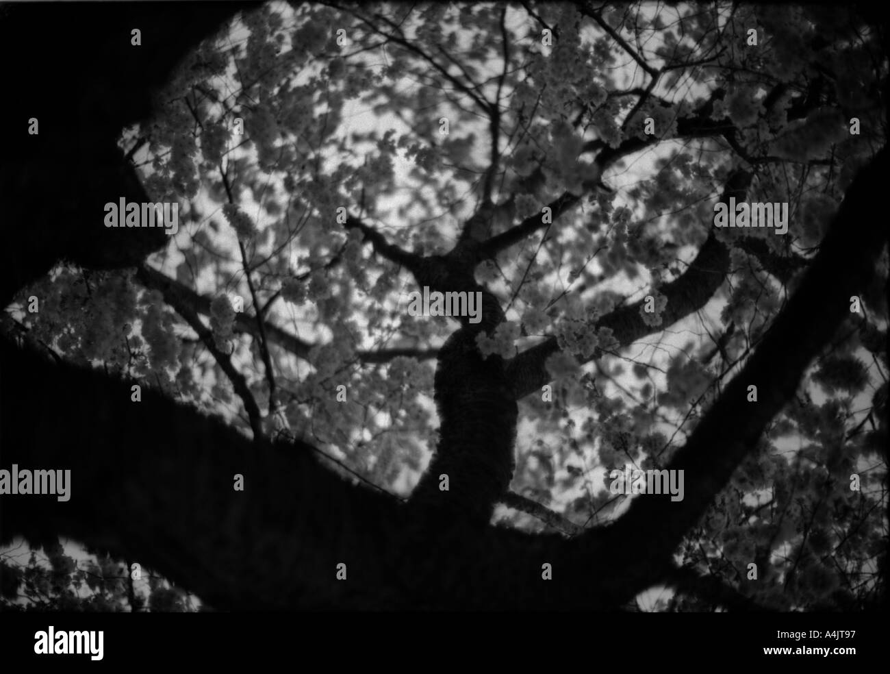 abstract monochrome image of cherry blossoms in springtime with shallow ...