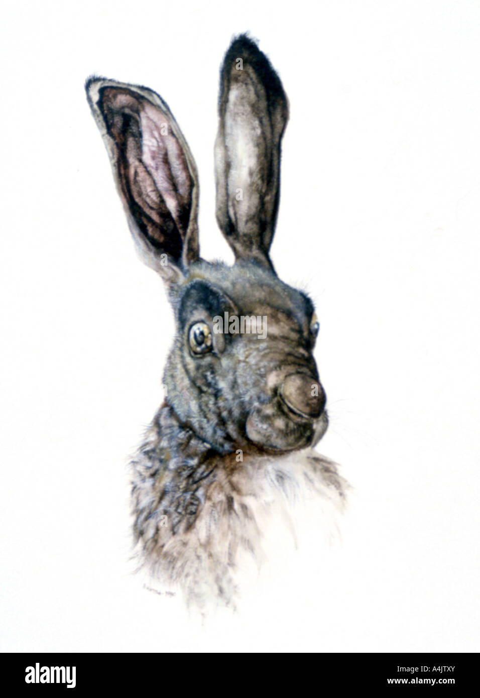 'Study of a Hare', 1502. Artist: Albrecht Dürer Stock Photo - Alamy