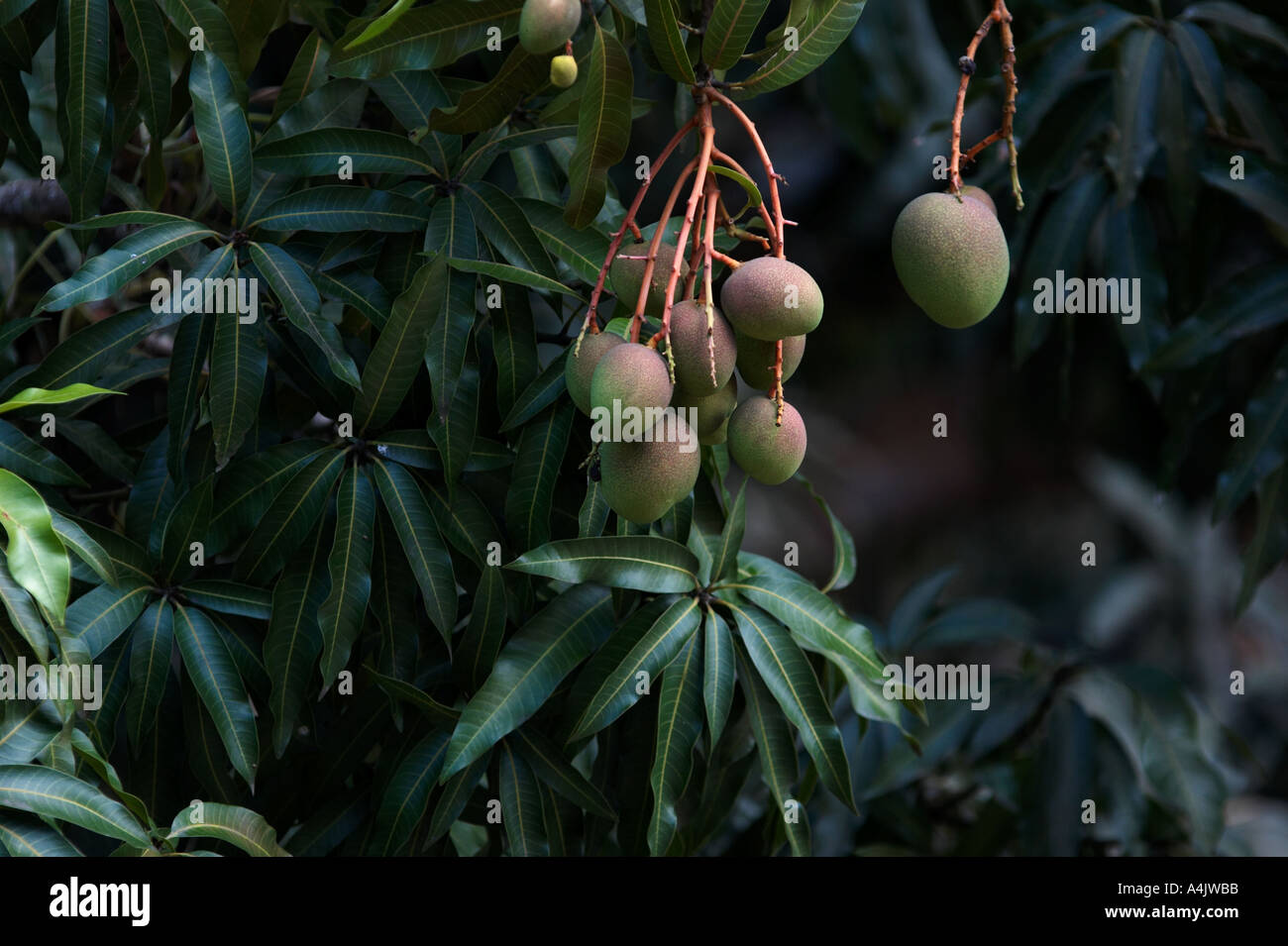 Panama mangoes hi-res stock photography and images - Alamy