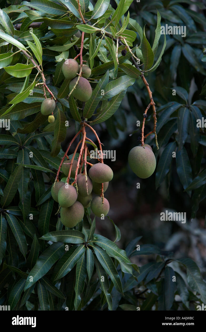 Young mango on mango tree hi-res stock photography and images - Alamy