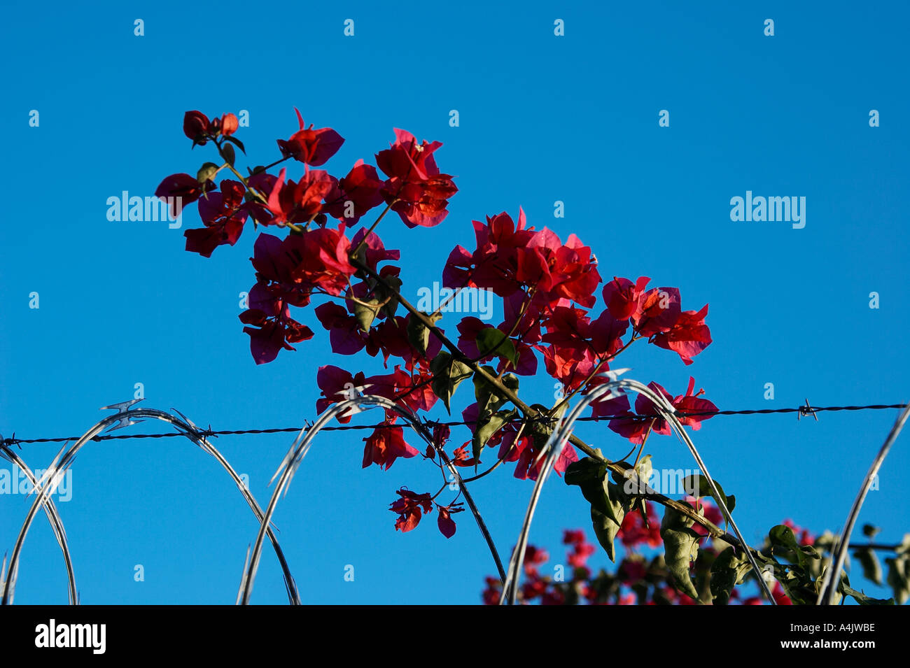 Freedom concept flower going over concertina wire Stock Photo - Alamy