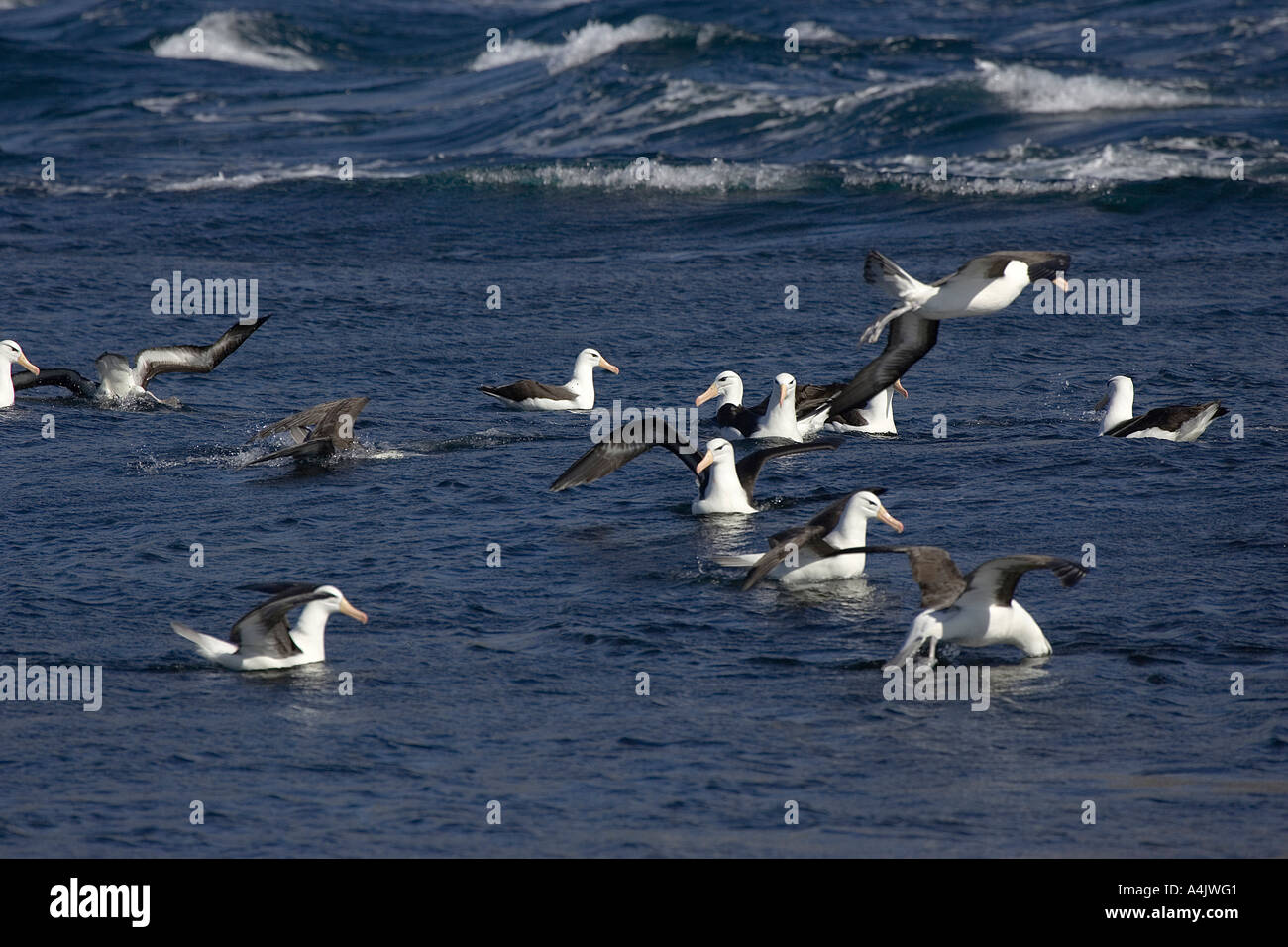 Albatros de ceja negra diomedea melanophris hi-res stock photography ...