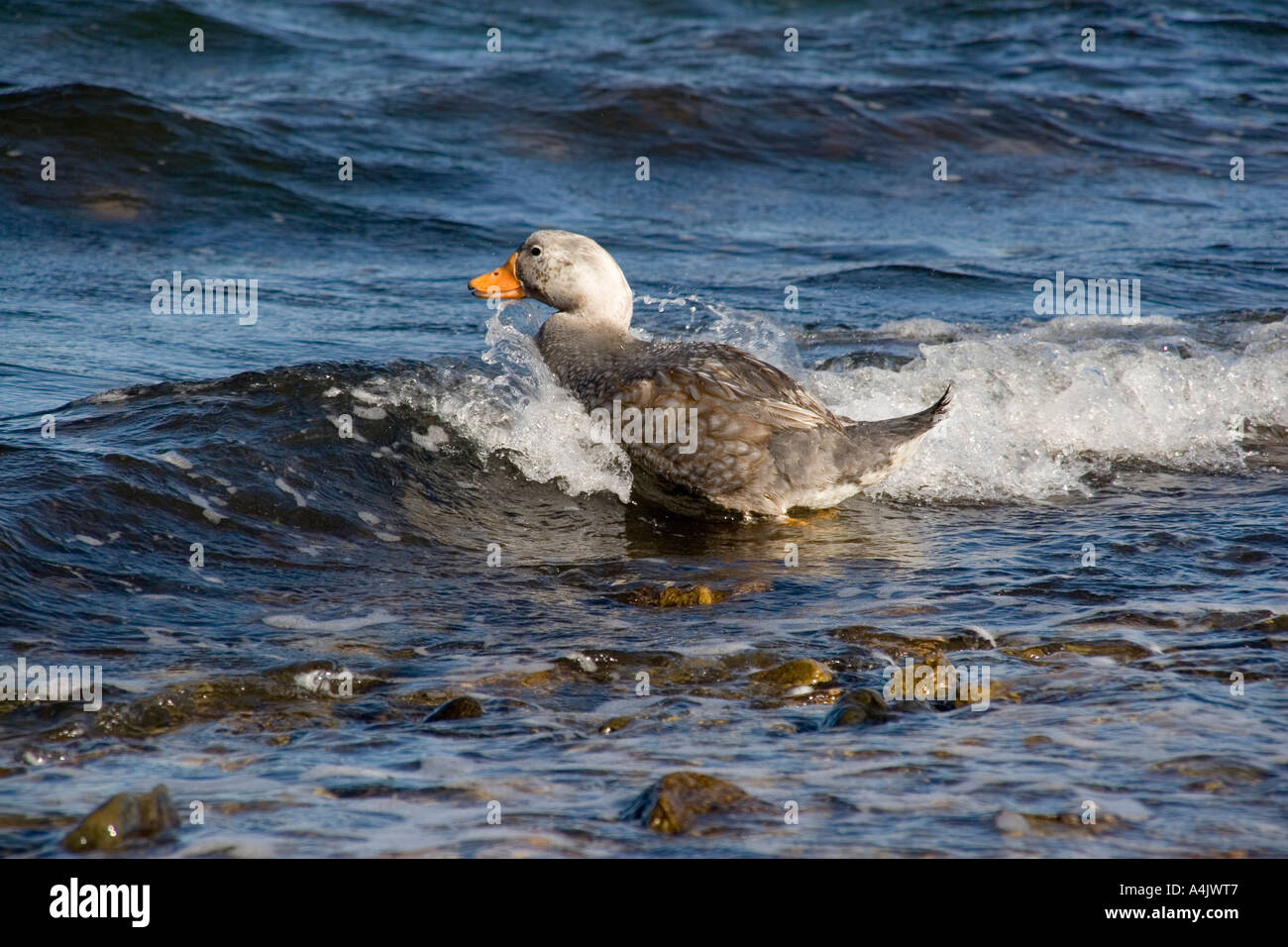 Falkland flightless steamer ducks Tachyeres brachydactyla Stock Photo ...