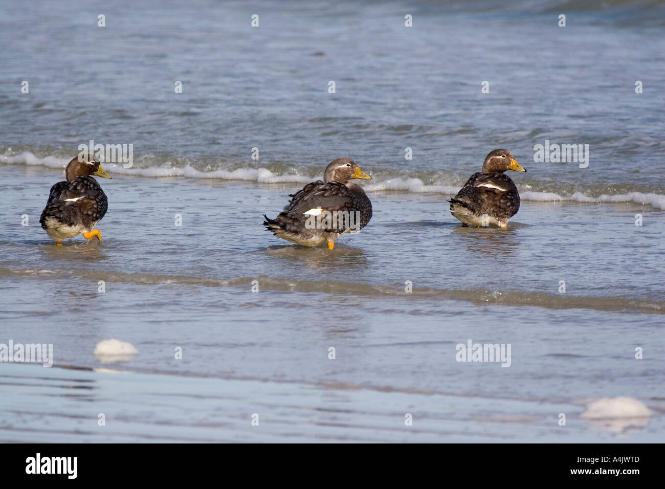 Falkland flightless steamer ducks Tachyeres brachydactyla Stock Photo ...