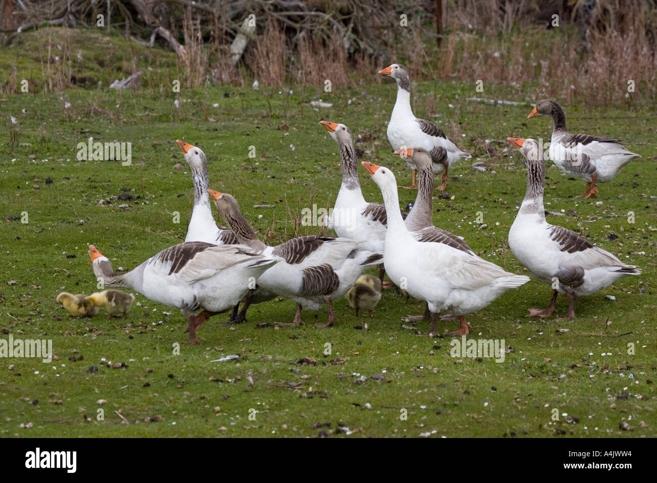 Farmyard geese hi-res stock photography and images - Alamy