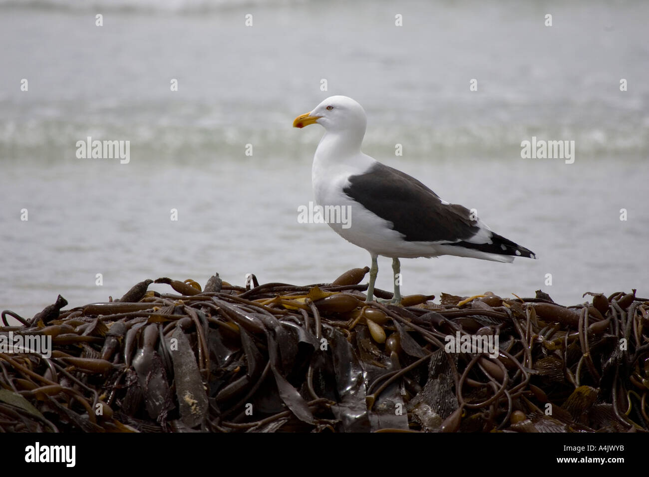 Kelp Gull Larus dominicanus standing on seaweed Stock Photo - Alamy