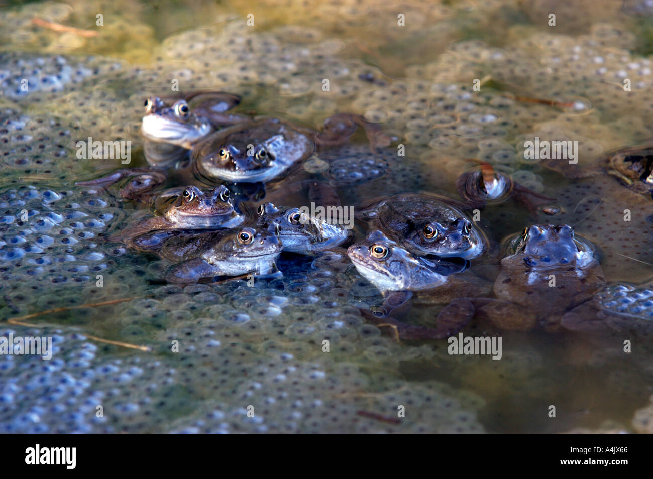 Common frogs spawning Stock Photo - Alamy