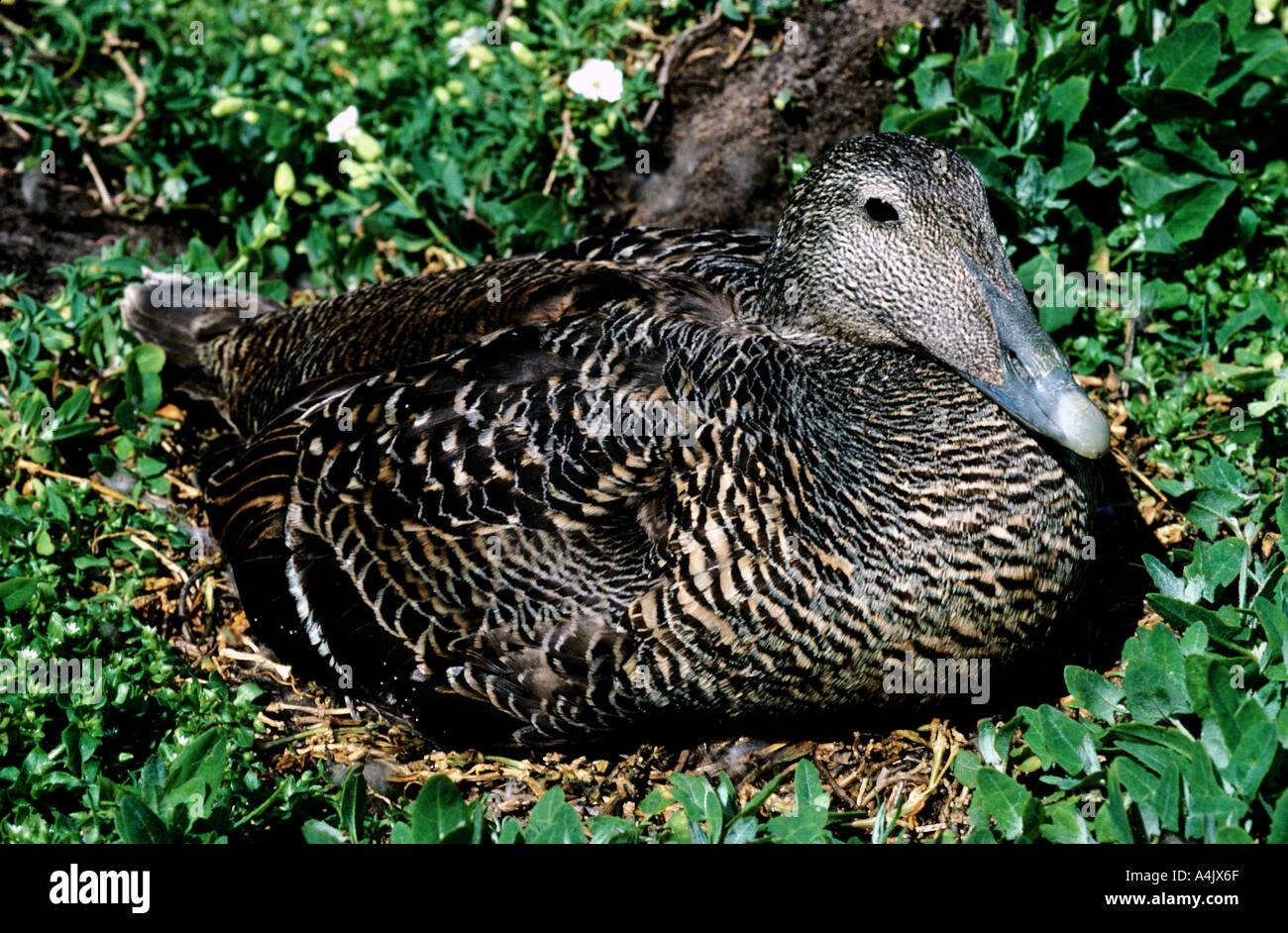 Female Eider on nest Stock Photo - Alamy