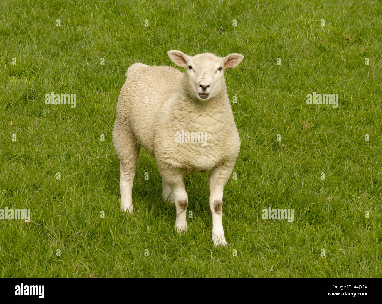 Helpless lamb hi-res stock photography and images - Alamy