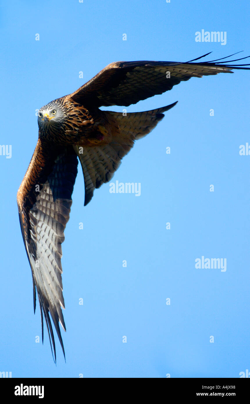 Welsh rare bird hi-res stock photography and images - Alamy