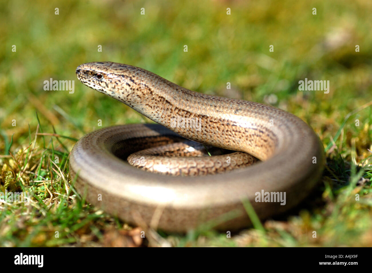 Slow Worm Stock Photo - Alamy