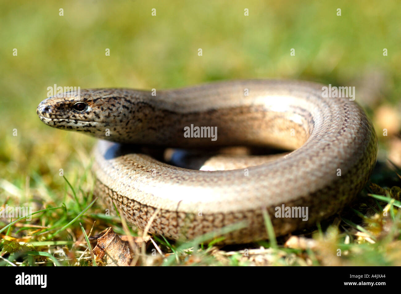 Slow Worm Stock Photo - Alamy