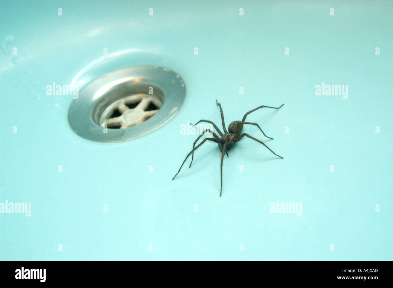 Spider in bath hi-res stock photography and images - Alamy