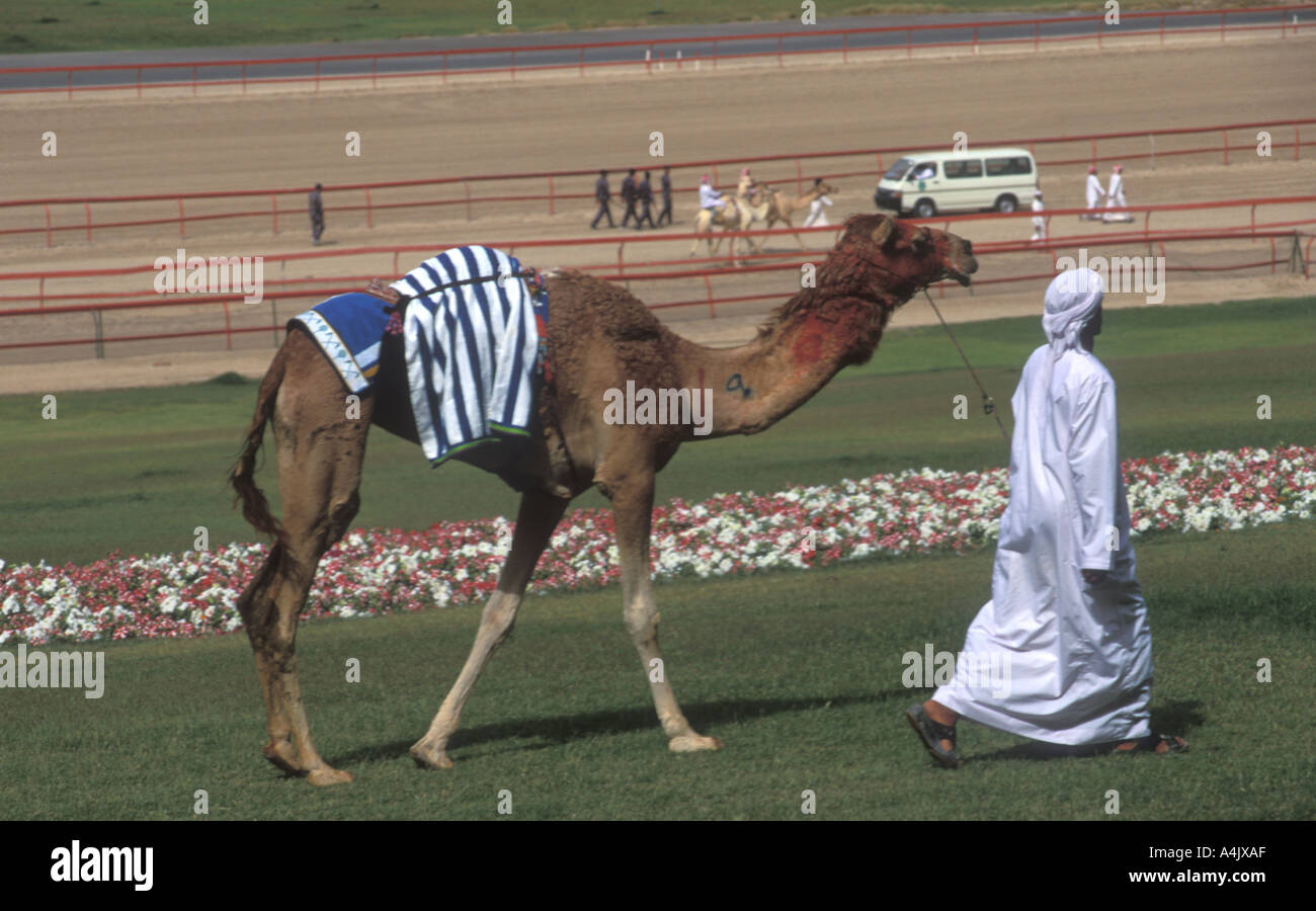 camel handler Abu Dhabi U A E Stock Photo - Alamy