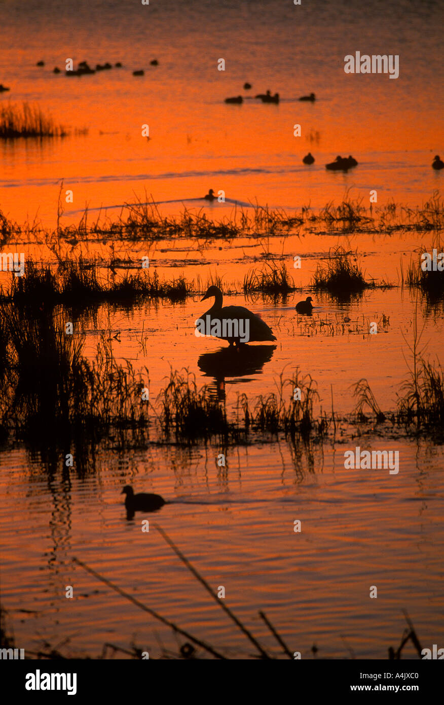 Berwick's swan hi-res stock photography and images - Alamy