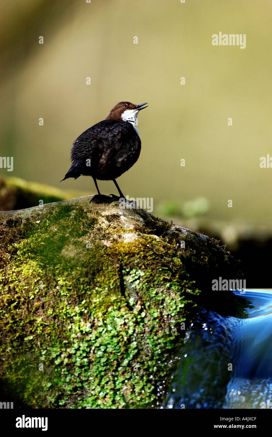 Dipper singing Stock Photo - Alamy