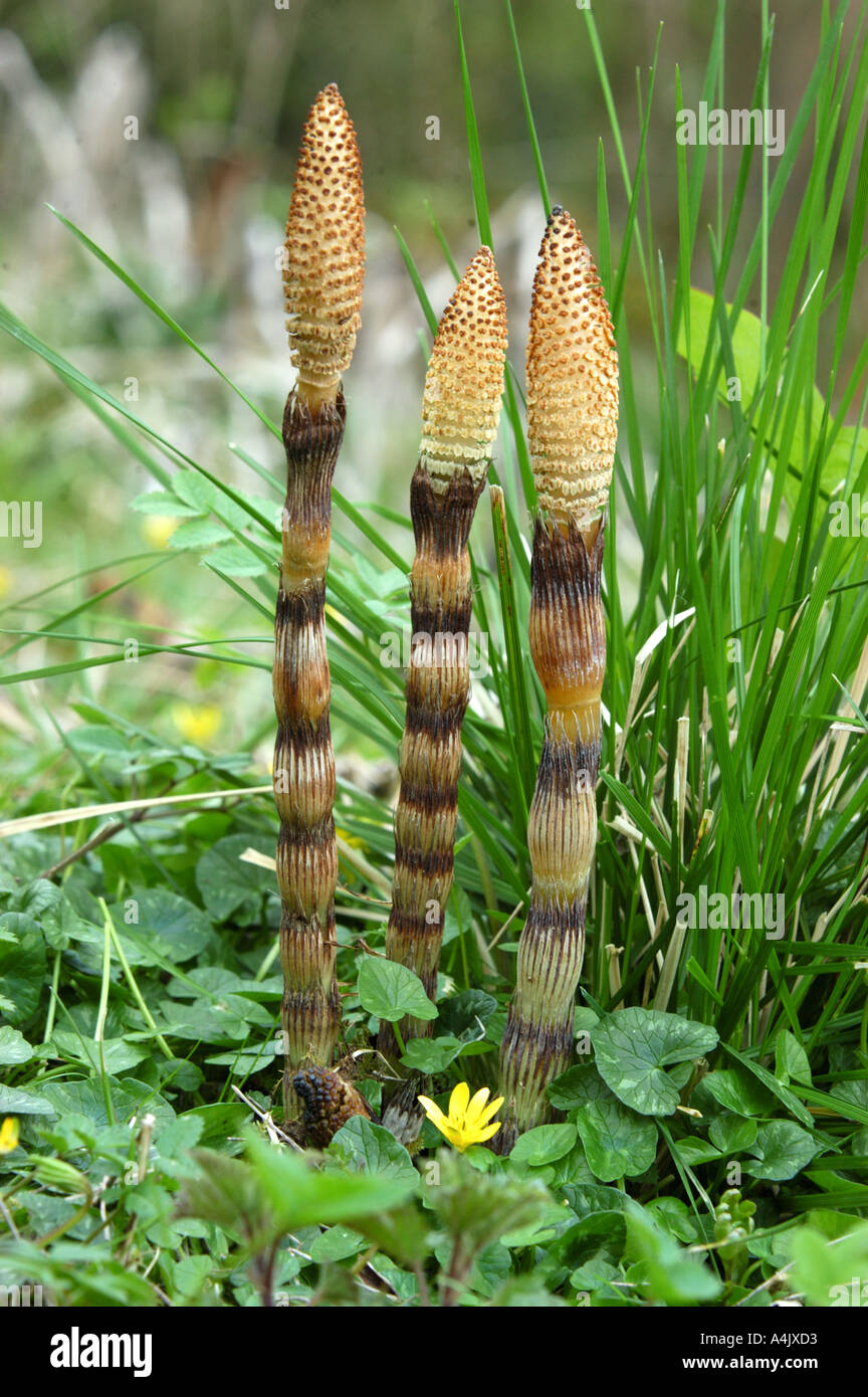 Marestails hi-res stock photography and images - Alamy