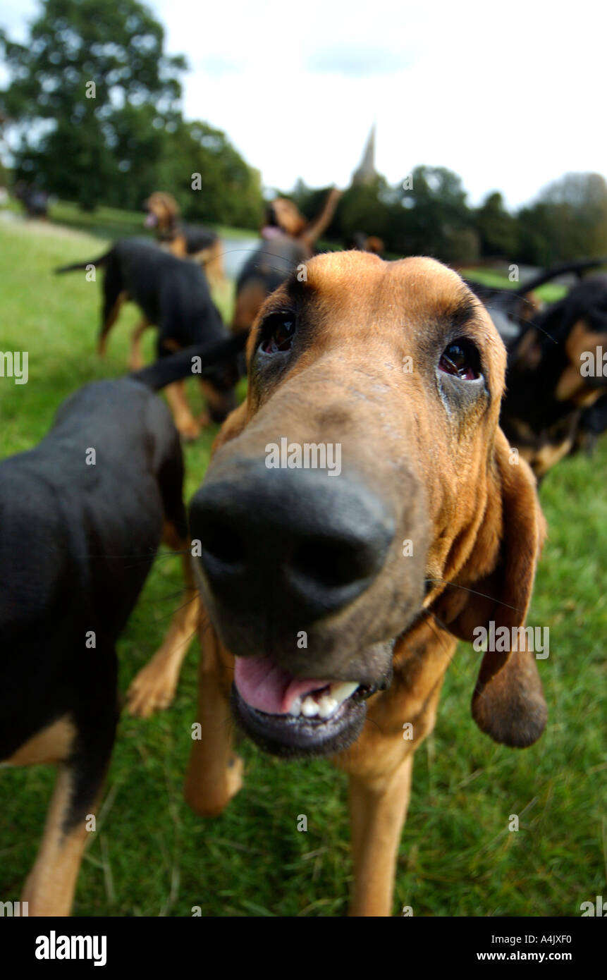 Bloodhound nose hi-res stock photography and images - Alamy