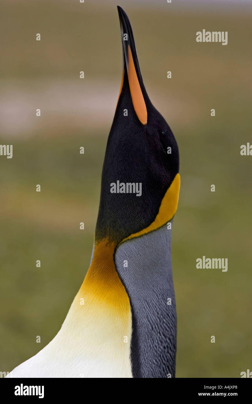 Pointing penguin hi-res stock photography and images - Alamy