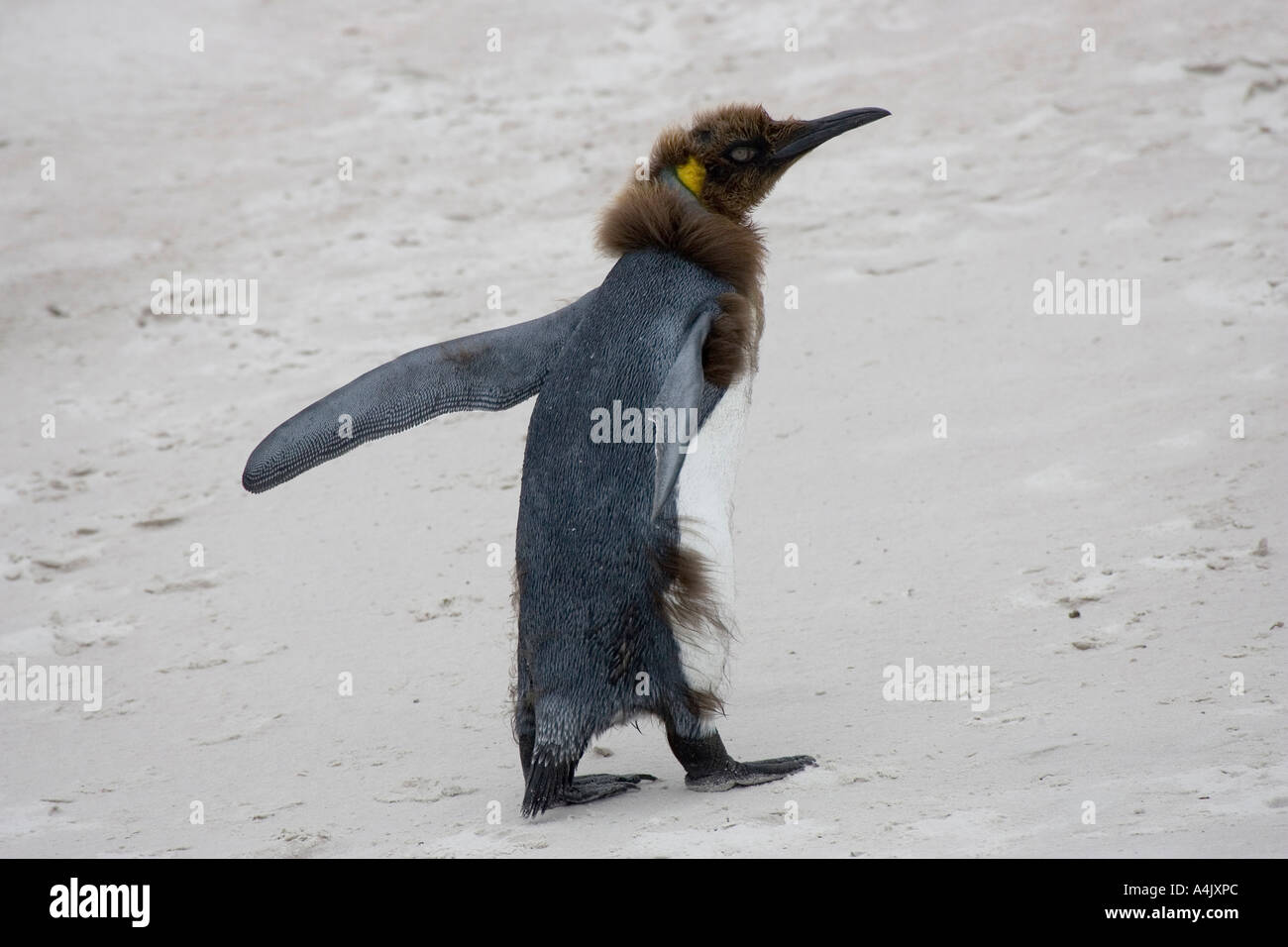 Yellow mohican hi-res stock photography and images - Alamy