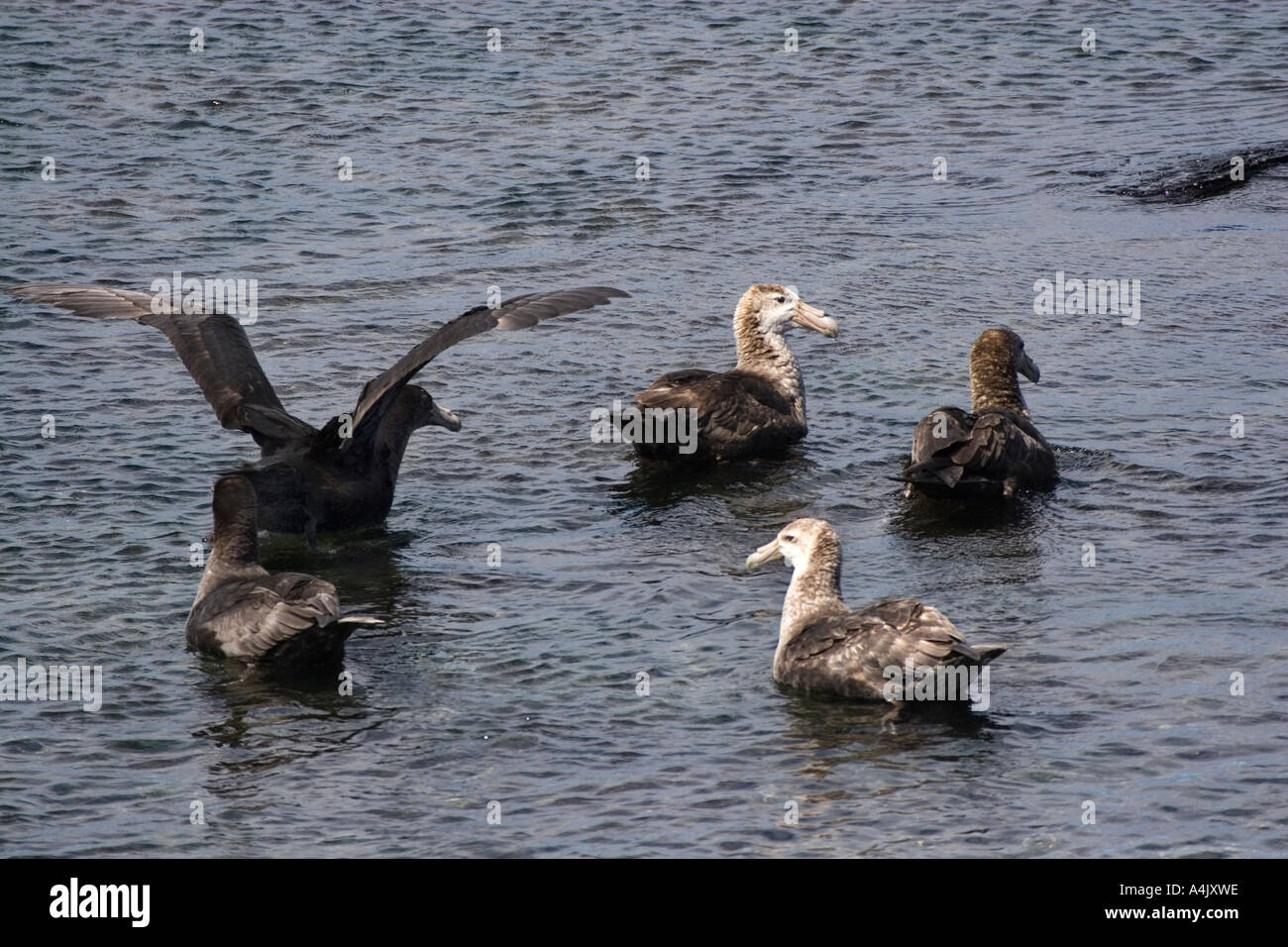 Southern Giant Petrel Macronectes giganteus group swimming Stock Photo ...