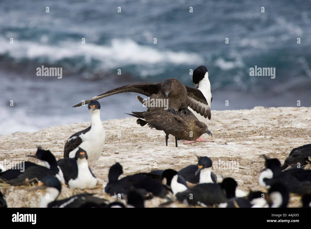 Antarctic Skua Catharacta antarctica mating Falkland island with King Cormorants Stock Photo - Alamy