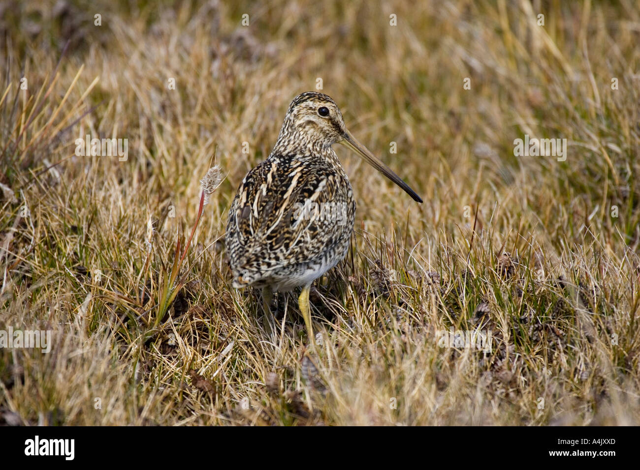 Magellan Snipe High Resolution Stock Photography and Images - Alamy