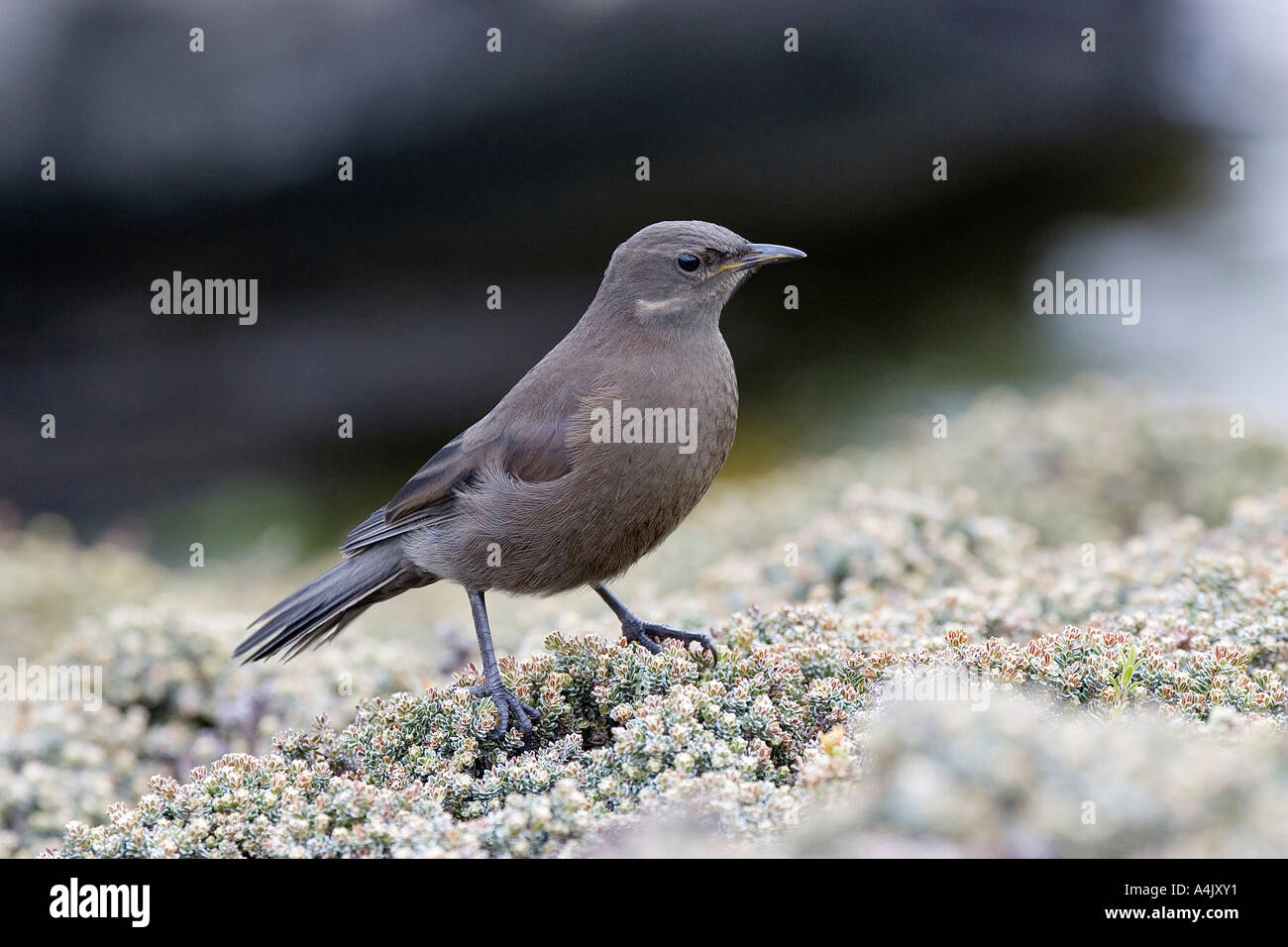 Tussac bird hi-res stock photography and images - Alamy