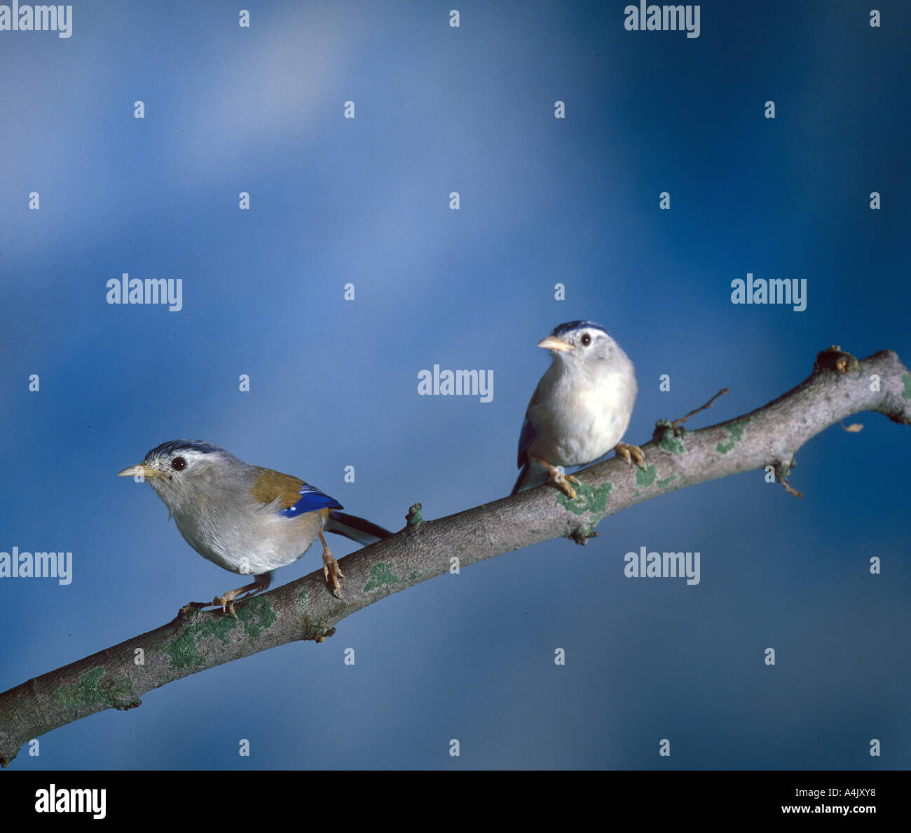 Blue winged minla minla cyanouroptera hi-res stock photography and ...