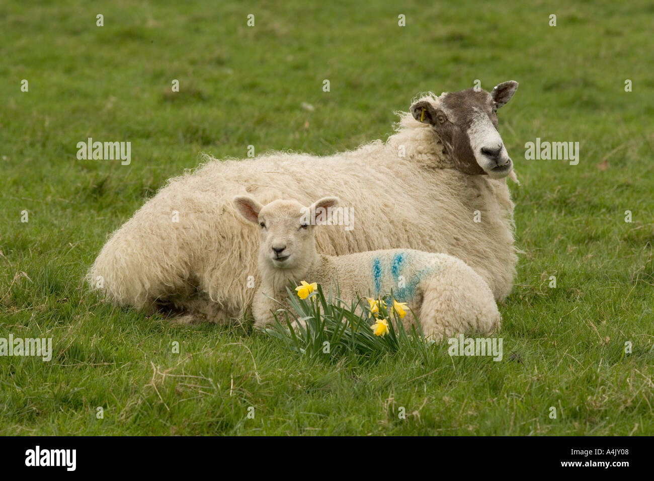Lamb Daffodils High Resolution Stock Photography and Images - Alamy